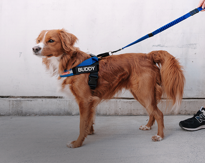 Best Dog Harnesses UK [2026]: Tested & Breed-Matched