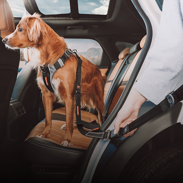 Types of Dog Leads UK: The Complete Buying Guide | EzyDog